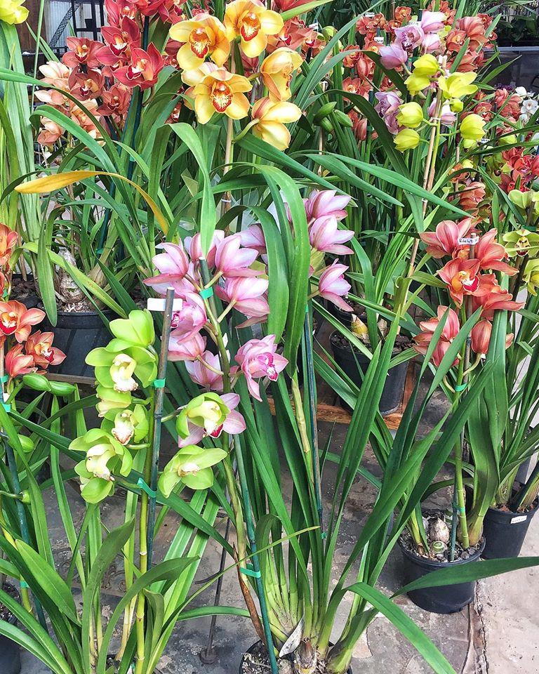 Marvellous Orchid (Pty) Ltd in Randburg, GP